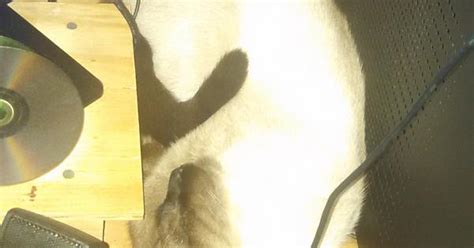 Cat Logic Imgur Cat Logic Imgur