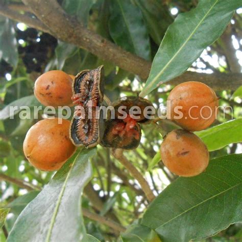 Pittosporum Undulatum Victorian Box Buy Seeds At
