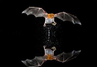 Bat Echolocation Could Be A Form Of Communication