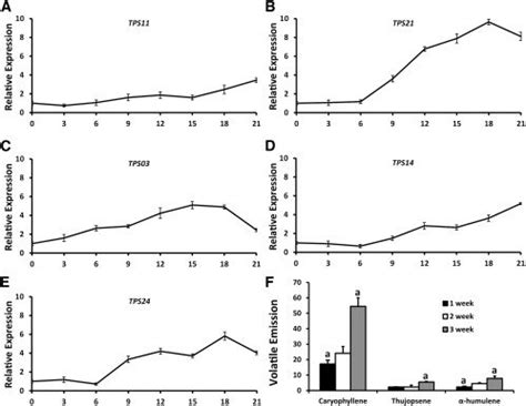 Progressive Upregulation Of TPS Genes And Sesquiterpene Emissions Download Scientific Diagram