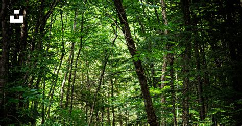 숲 한가운데에 있는 이끼 낀 바위 사진 Unsplash의 무료 나무 이미지