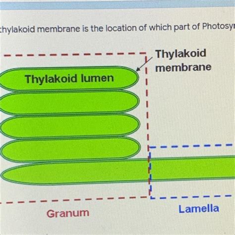 Thylakoid Membrane Photosynthesis