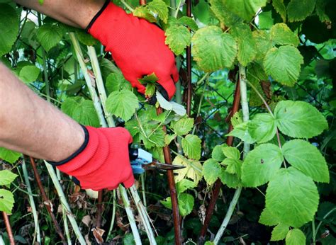 Easy Tips For Pruning Berry Bushes Jung Seed Gardening Blog