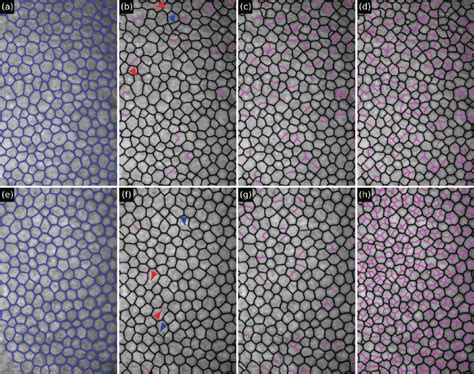 Two Representative Examples Oversg 2 In A D And Oversg 1 In Download Scientific Diagram