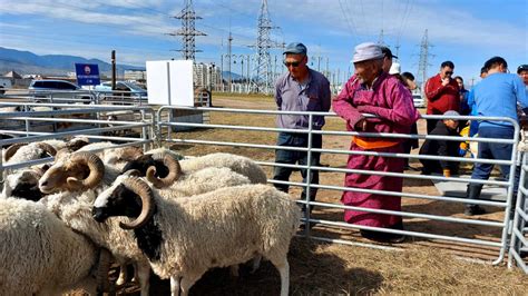 “Шилмэл мал Хөвсгөл 2023” үзэсгэлэнгийн үеэр ашиг шимт хээлтүүлэгч мал шалгарууллаа Murch Mn