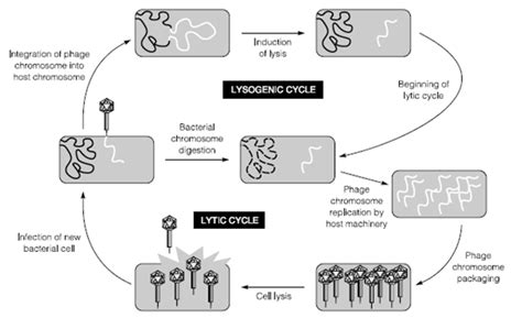 The Lysogenic Cycle Bacteriophages Assignment Help