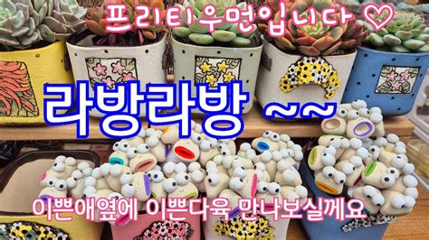 241116프리티우먼입니다수다쟁이 신상공방분 ~입고 이쁜다육 만나보실께요 Youtube