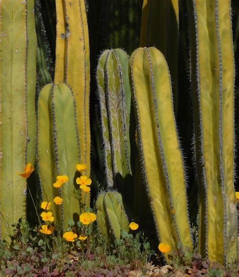 David Zeigler Photographer Cactus In The Sonoran Desert