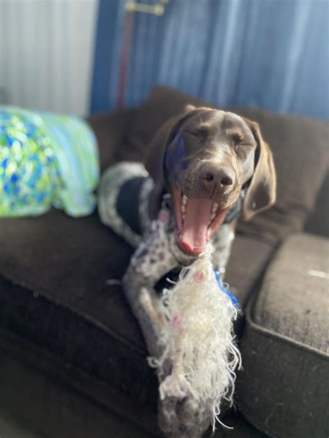 Penny Bug Never A Dull Moment With Our Pup R Germanshorthairs