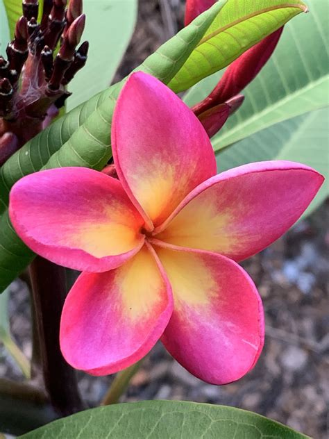 Frangipani In Italienisch Übersetzung Avkiu