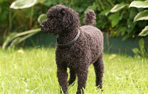 Miniature Poodle Breed Profile Things To Know Before Adopting A