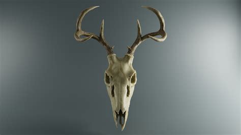 Deer Head