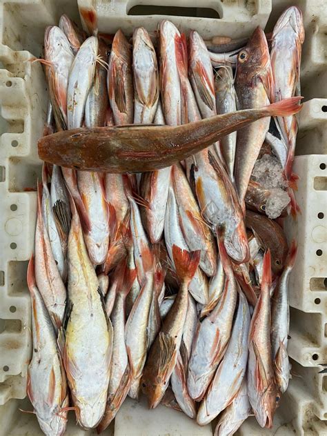 Fishsegmentation Instance Segmentation Dataset By Muhammad Irfan Fishsegmentation Instance Segmentation Dataset By Muhammad Irfan