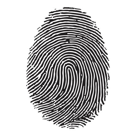 Detailed Fingerprint Pattern Illustration For Identification Purposes 59206508 Vector Art At Detailed Fingerprint Pattern Illustration For Identification Purposes 59206508 Vector Art At