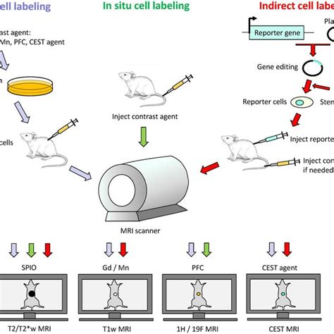 Tracking Stem Cells Directly Labeled With Spio Different Mri
