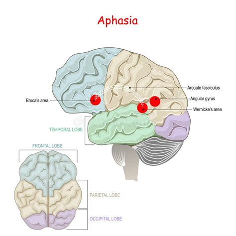 Angular Gyrus Brain And Lobes