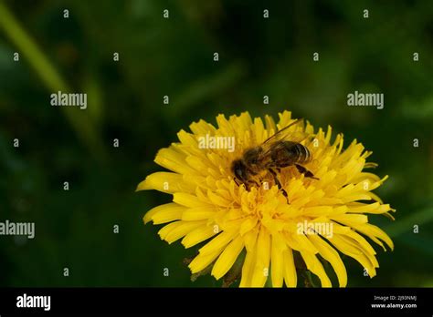 Macro Shot Of A Honey Bee Apis Mellifera Collecting Pollen From A Dandelion Taraxacum Stock