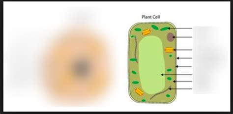 Diagram Of Plant Cell Quizlet