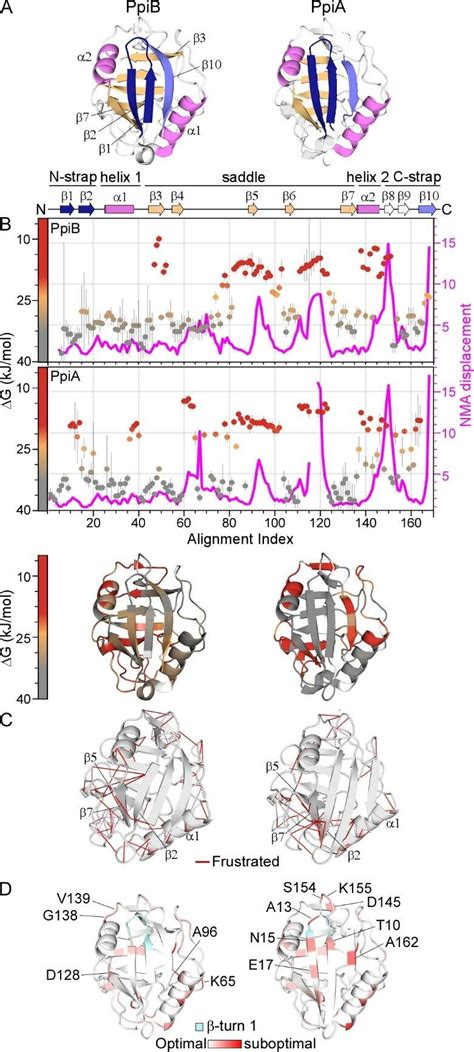 Structural Features Of Ppib And Ppia A D The Pdb Entries Used Are Download Scientific