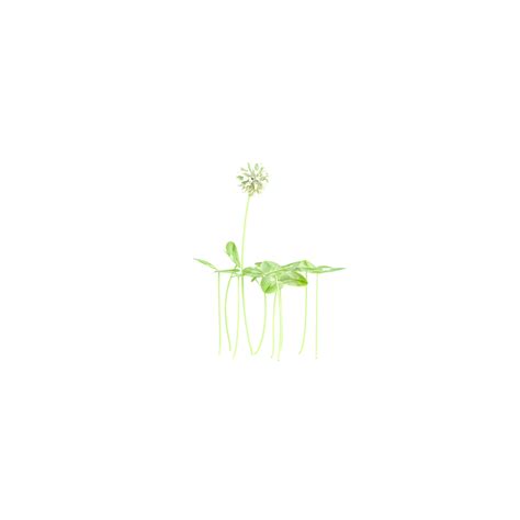 Collection Of Ramsons With Realistic Style 45829822 Png