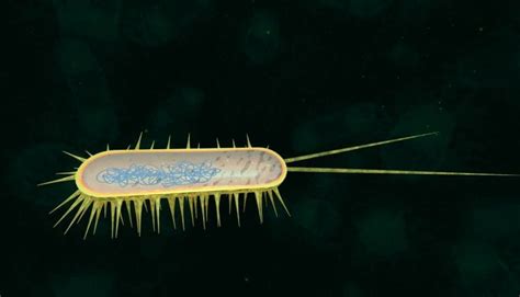 Cellula Procariote Origine E Struttura Biopills