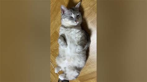 귀찮은 고양이 아론이 Youtube