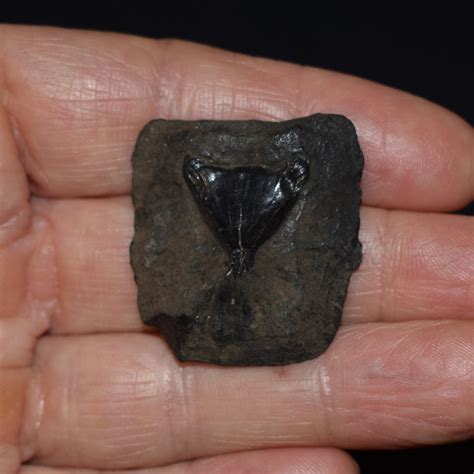 Great Large 1 14 Fossilized Sting Ray Dermal Denticle Miocene 5