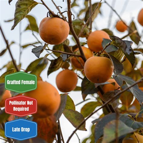 Shop All Trees Morse Nursery