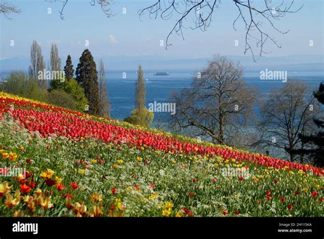 A Beautiful Meadow Full Of Colorful Tulips With Lake Constance In The