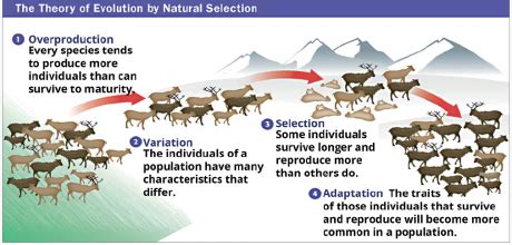 Speciation Meaning And Related Concepts
