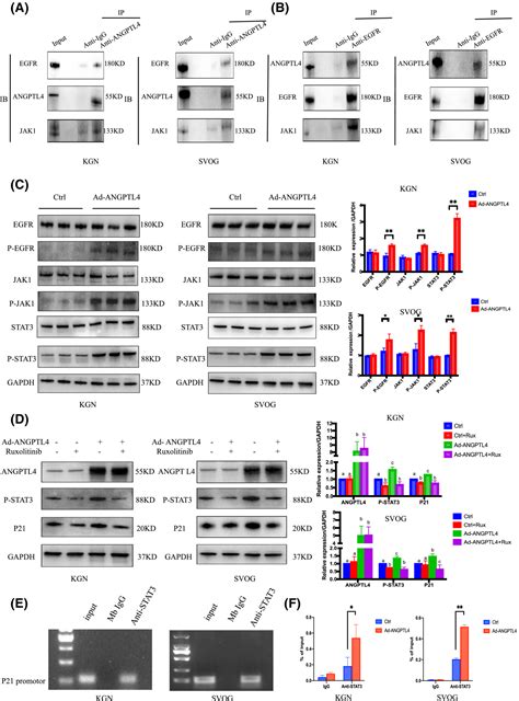 Angptl4 Inhibits Granulosa Cell Proliferation In Polycystic Ovary Syndrome By Egfr Jak1 Stat3