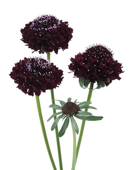 Scoop Scabiosa Danziger