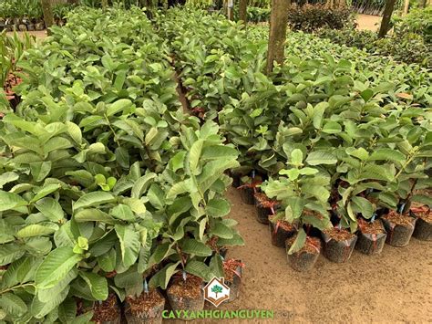 KỸ ThuẬt TrỒng Ổi Ruby RuỘt ĐỎ CÂy Ăn TrÁi