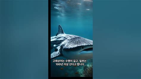 고래상어에 대한 놀라운 진실 5가지 Shorts Youtube