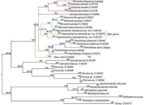 bayesian 50 consensus tree based on partitioned analysis of combined