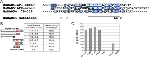 Truncation Mapping And Mutational Analysis Of The Human Rad54 Rad51