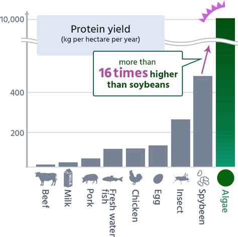 Why MicroAlgae MATSURI A Cross Industry Initiative That Drives The Bioeconomy