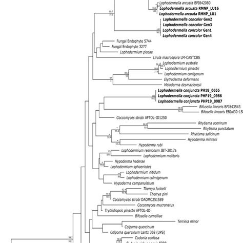 Maximum Likelihood Phylogeny Depicting Phylogenetic Relationships Of