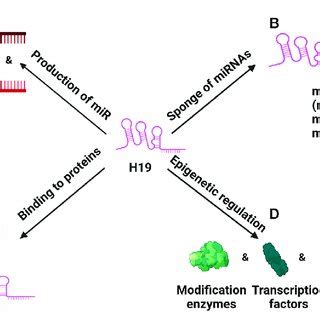 The regulatory roles of H19. (A) H19 can indirectly regulates ...