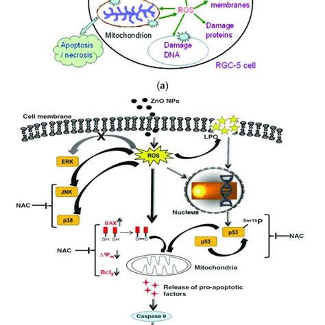 Biosynthesis Of Zno Nanoparticles Using Znno326h2o And The Leaf Download Scientific Diagram