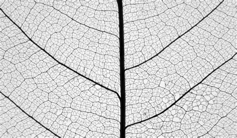 A Leaf Skeleton As An Expression Of The Structure Of Plant