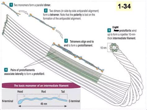 Cytoskeleton Cell Shape And Cell Motility Pptx