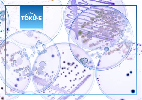What Is Antimicrobial Susceptibility Testing Ast And Why Is It Important Toku E