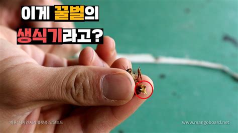 꿀벌의 수컷에 대해서 알아보자 알아보는 김에 🌶 구경도 Youtube