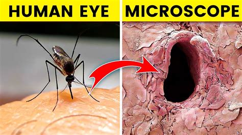 12 Things You Can See Only Under Microscope Rewirs Facts Youtube