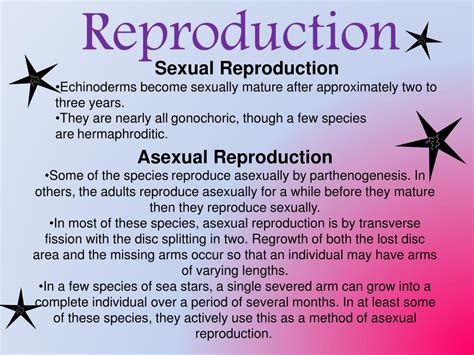 Ppt Phylum Echinodermata Powerpoint Presentation Free Download Id