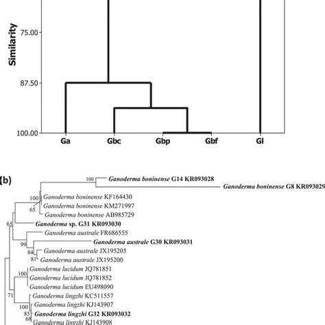 Cluster Analysis Based On Response Of Five Ganoderma Isolates To Three Download Scientific