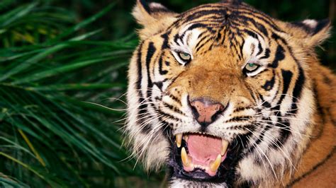 Tigris | NLCafé
