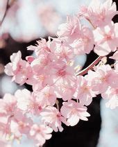 Cherry Blossom Pfp Aesthetic