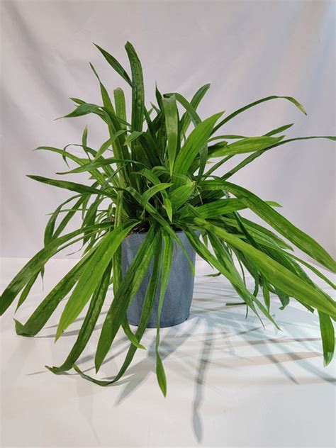 Seersucker Sedge Grass Plant Addicts